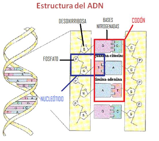 ESTRUCTURA DEL ADN